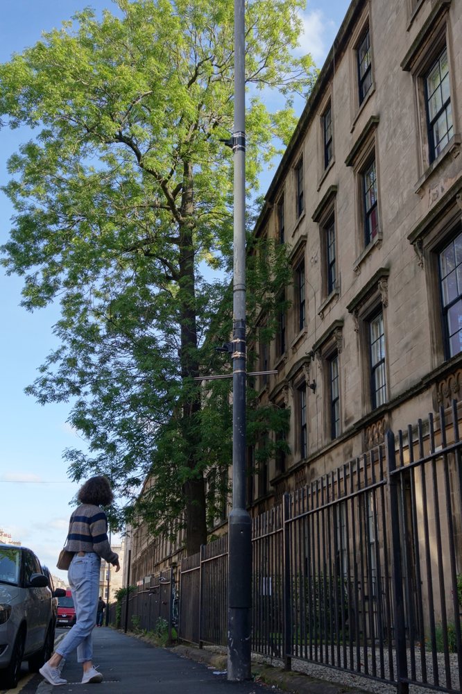 THE OLDEST TREE ON ARGYLE ST - Updated July 2024 - 1223 Argyle Street ...