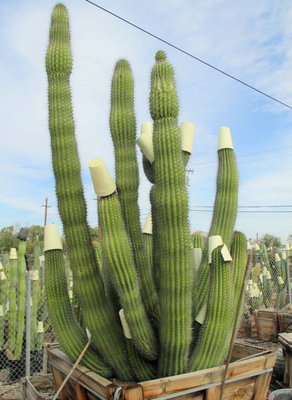 ARCTIC CACTUS - Updated July 2025 - 1455 W Prince Rd, Tucson, Arizona ...