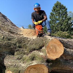K&J TREE SERVICE - Updated September 2025 - 61 Photos & 34 Reviews - 2 ...