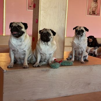 CUPPA PUG - Updated March 2025 - 138 Photos & 44 Reviews - 607 W 9th ...