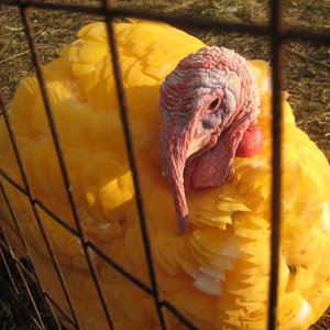 GOZZI’S TURKEY FARMS - 12 Photos & 18 Reviews - Farms - 2443 Boston ...