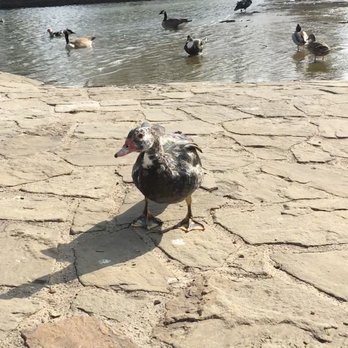 GUSSIE FIELD WATTERWORTH PARK - Updated December 2025 - 22 Photos ...