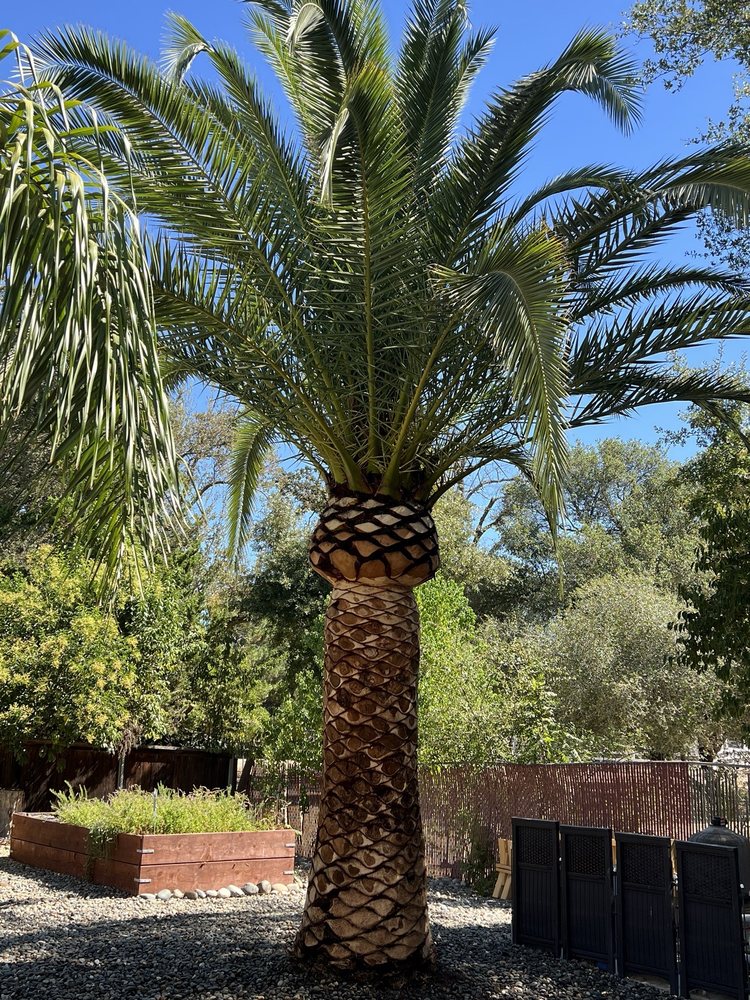 T O G TREE SERVICE - Updated May 2026 - 16 Photos - Rio Linda ...