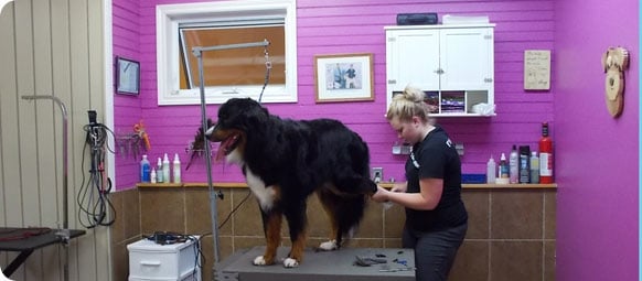 4 PAWS PET RESORT - Updated October 2025 - 12 Photos - 82 Zack Rd ...