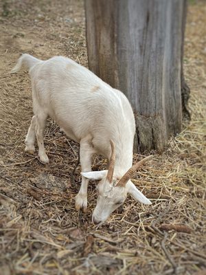 DIXIE ORCHARDS - Updated August 2025 - 53 Photos & 10 Reviews - 14309 ...