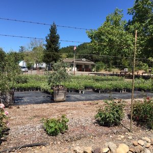 DEVIL MOUNTAIN WHOLESALE NURSERY - PETALUMA - Updated November 2025 ...