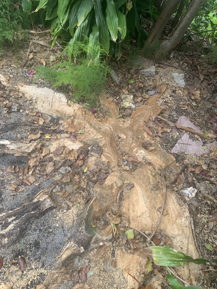 SKY HIGH TREE SERVICE - Updated May 2025 - 12 Reviews - Dania Beach ...