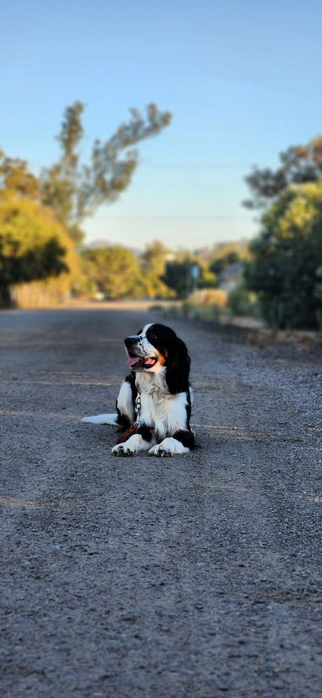 SILLY SPRINGERS - Updated May 2025 - Request Information - 33 Photos ...