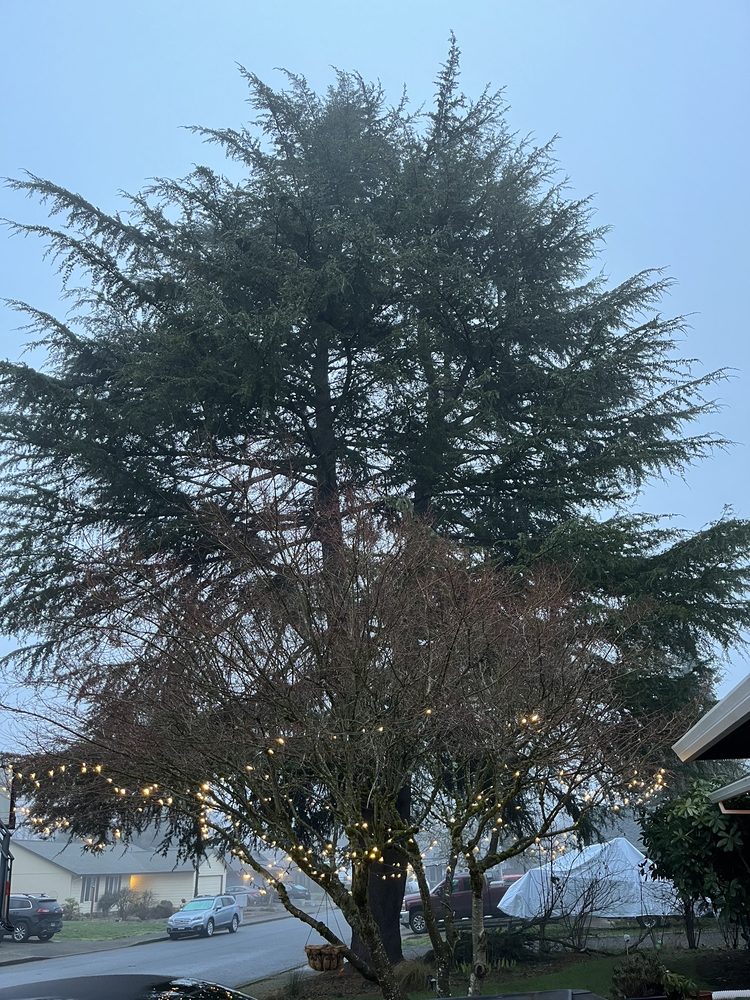 J & F TREE SERVICE - Updated July 2024 - 35 Photos & 87 Reviews - 4145 ...