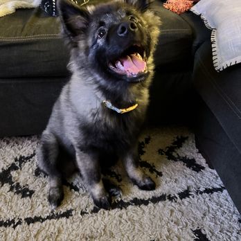 BLUE SKY PUPPIES ORLANDO - Updated May 2024 - 60 Photos & 38 Reviews ...