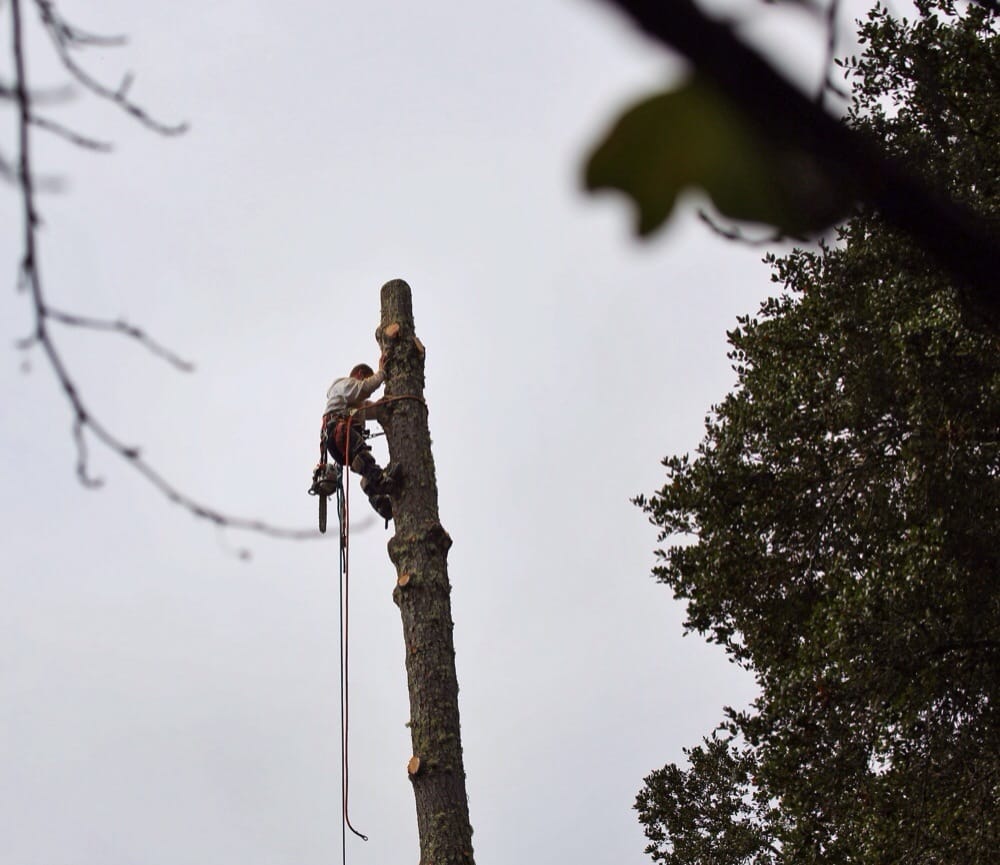 SUNDERLAND TREE - Updated December 2025 - 15 Photos & 14 Reviews - PO ...