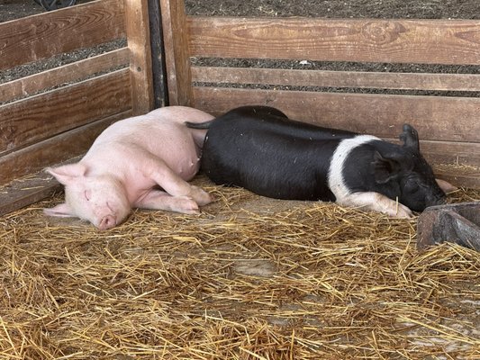 BOWLES FARM - Updated December 2025 - 62 Photos & 13 Reviews - 22880 ...