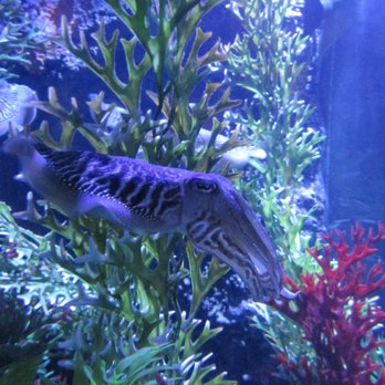 SEA LIFE Arizona Aquarium - 371 Photos & 282 Reviews - Aquariums - 5000 ...