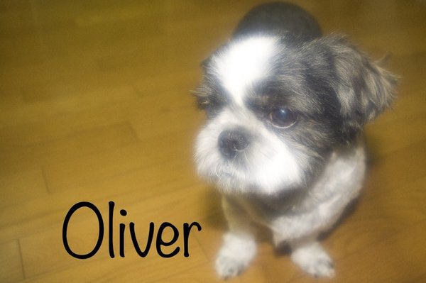 MOTO-GROOMING MOBILE PET SPA BY PAWGO - Updated August 2025 - Santa ...