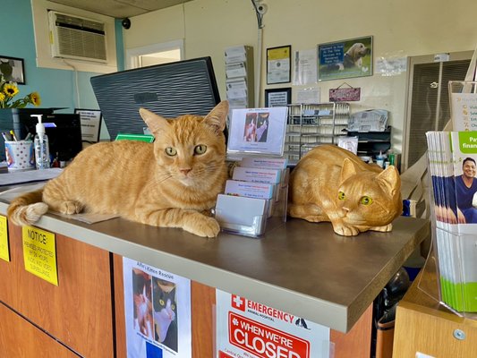 BEACH GARFIELD VETERINARY HOSPITAL - Updated January 2025 - 108 Photos ...