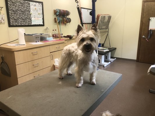 ALL PAWZ GROOMING - Updated September 2024 - 28 Photos - 302 E Brady St ...