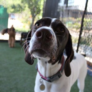 RUFF HOUSING - 1605 NW Maynard Rd, Cary, North Carolina - Pet Groomers ...