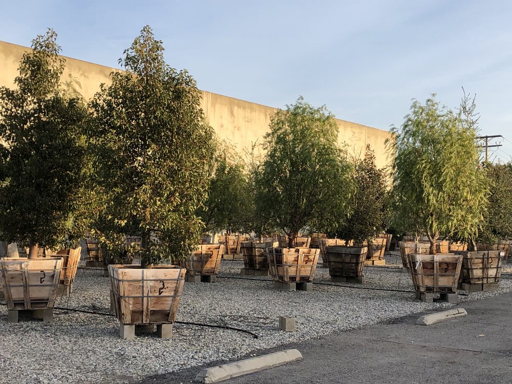 DEVIL MOUNTAIN WHOLESALE NURSERY - REDONDO BEACH - Updated December ...