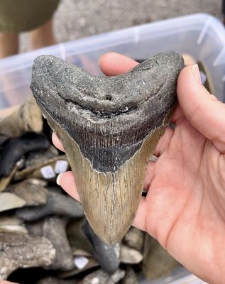 VENICE SHARK TOOTH FESTIVAL - Updated September 2025 - 11 Photos - 200 ...