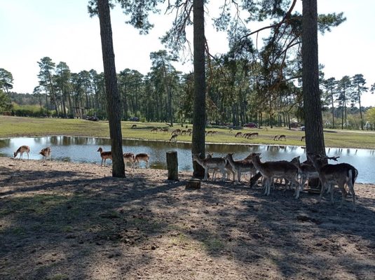 SERENGETI-PARK - Updated September 2025 - 1046 Photos & 106 Reviews ...