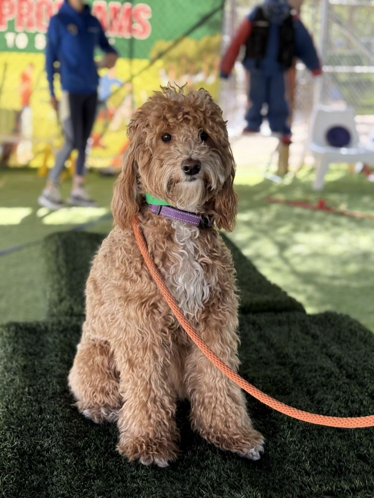TOPANGA DOG RESORT - Updated May 2026 - 124 Photos & 118 Reviews - 1776 ...