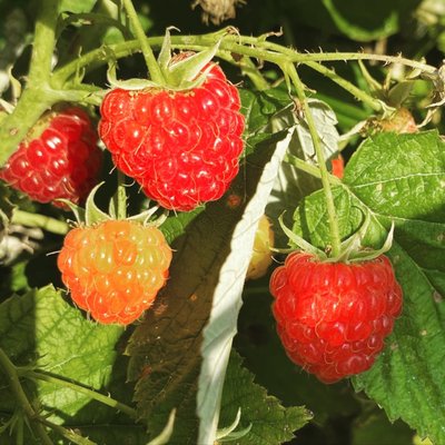 HEIDER’S BERRY FARM - Updated October 2024 - 38 Photos & 15 Reviews ...