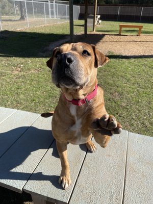 ABANDONED ANIMAL RESCUE - Updated December 2025 - 22 Photos & 35 ...