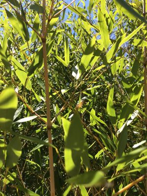 MYTOI JAPANESE GARDENS - Updated September 2025 - 15 Photos - 41 Dike ...