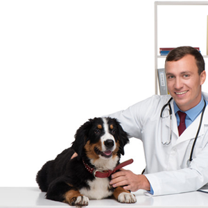 HOMEWARD BOUND VETERINARY SERVICES - Updated January 2026 - 17 Photos ...