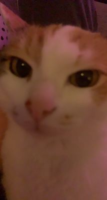 DEJA VU SHOWGIRLS - Updated December 2025 - 1418 Church St, Nashville ...