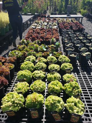 URBAN TREE FARM NURSERY - Updated December 2025 - 141 Photos & 134 ...