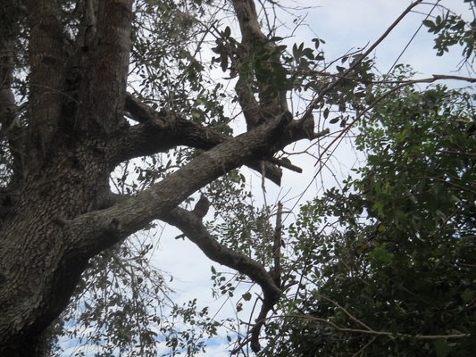 LEWIS TREE SERVICE - Updated December 2025 - 21 Photos & 31 Reviews ...