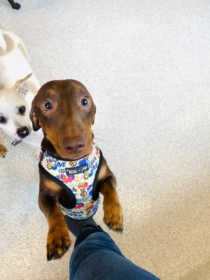 DOZO DOG - Updated October 2025 - 335 Photos & 117 Reviews - 25-52 31st ...