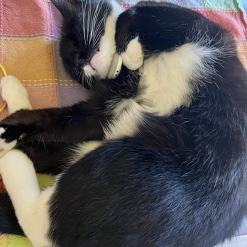 DIRK BUTCHKO PRO VET - Updated April 2025 - 154 Photos & 350 Reviews ...