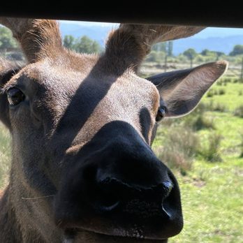 OLYMPIC GAME FARM - Updated September 2024 - 845 Photos & 363 Reviews ...