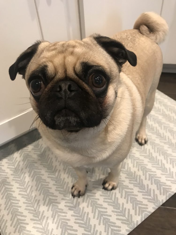 THE PET NANA - Updated February 2025 - 15 Photos - Mount Pleasant, South Carolina - Pet Sitting ...