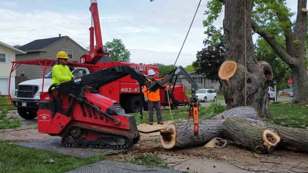 VINNY’S TREE SERVICE - Updated October 2025 - 12 Photos & 14 Reviews ...