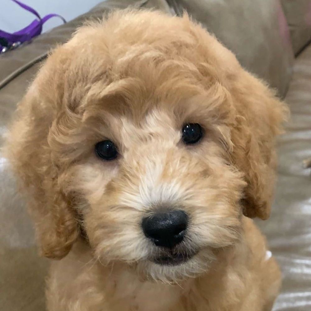 CANINE CORRAL KENNELS - 1845 New York Ave, Huntington Station, NY - Yelp