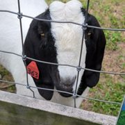 WUNDERLICH FARM AND HISTORIC KLEIN - 30 Photos - 18218 Theiss Mail Rt ...