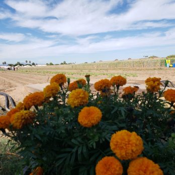 TOLMACHOFF FARMS - Updated October 2024 - 216 Photos & 148 Reviews ...