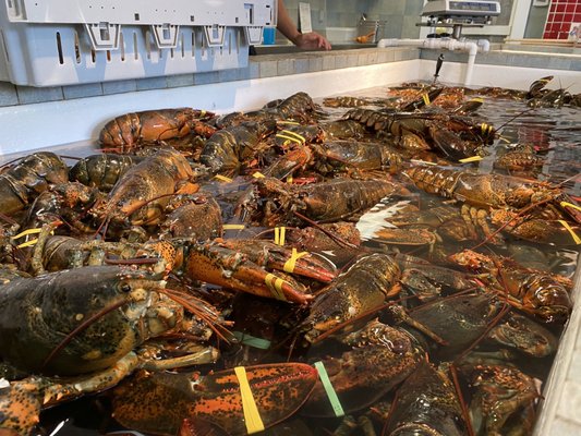 NAUSET FISH & LOBSTER POOL - Updated June 2024 - 42 Photos & 54 Reviews ...