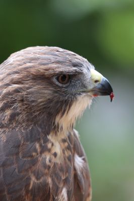 CASCADES RAPTOR CENTER - Updated September 2024 - 163 Photos & 108 ...