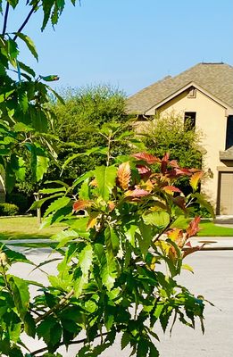 LAWNS TREE FARM - Updated August 2025 - 33 Photos & 14 Reviews - 400 ...