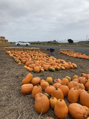 RODONI FARMS - Updated January 2026 - 151 Photos & 34 Reviews - 4444 ...