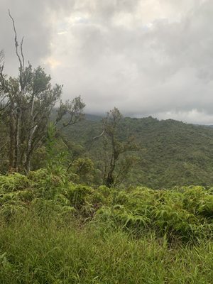 POAMOHO RIDGE TRAIL - Updated September 2024 - 88 Photos & 11 Reviews ...