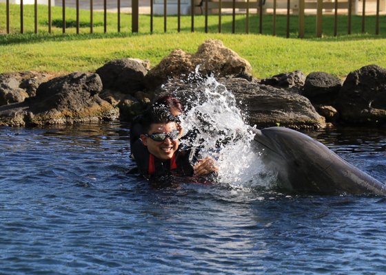 DOLPHIN QUEST - 110 Photos & 95 Reviews - Tours - 5000 Kahala Ave ...