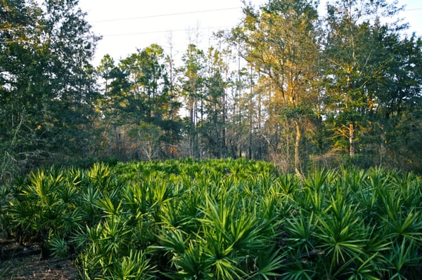 GOETHE STATE FOREST - Updated April 2025 - 9110 SE Levy Co Rd 337 ...