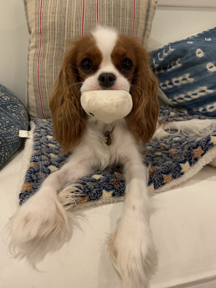 MELISSA’S MUTT HUTT | 53 Photos & 64 Reviews - 1590 Rosecrans Ave ...