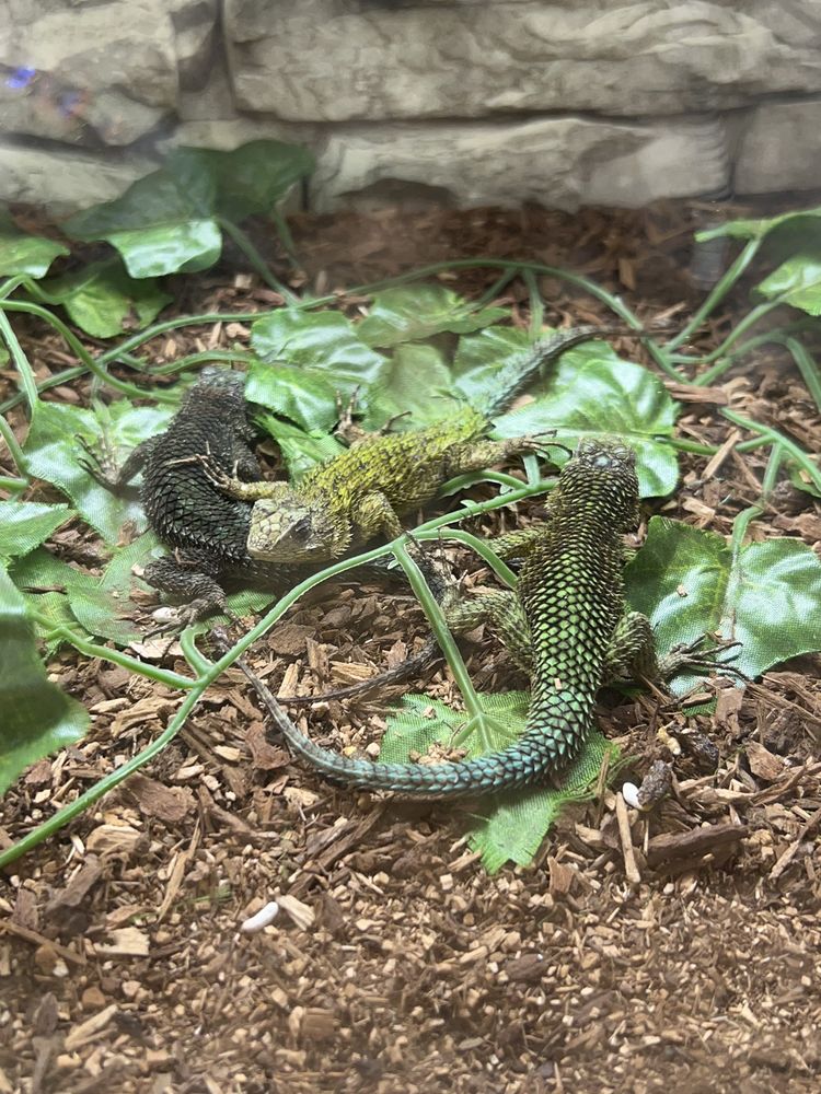 THE REPTILE SHACK - Updated December 2025 - 2305 N Gateway Ave ...