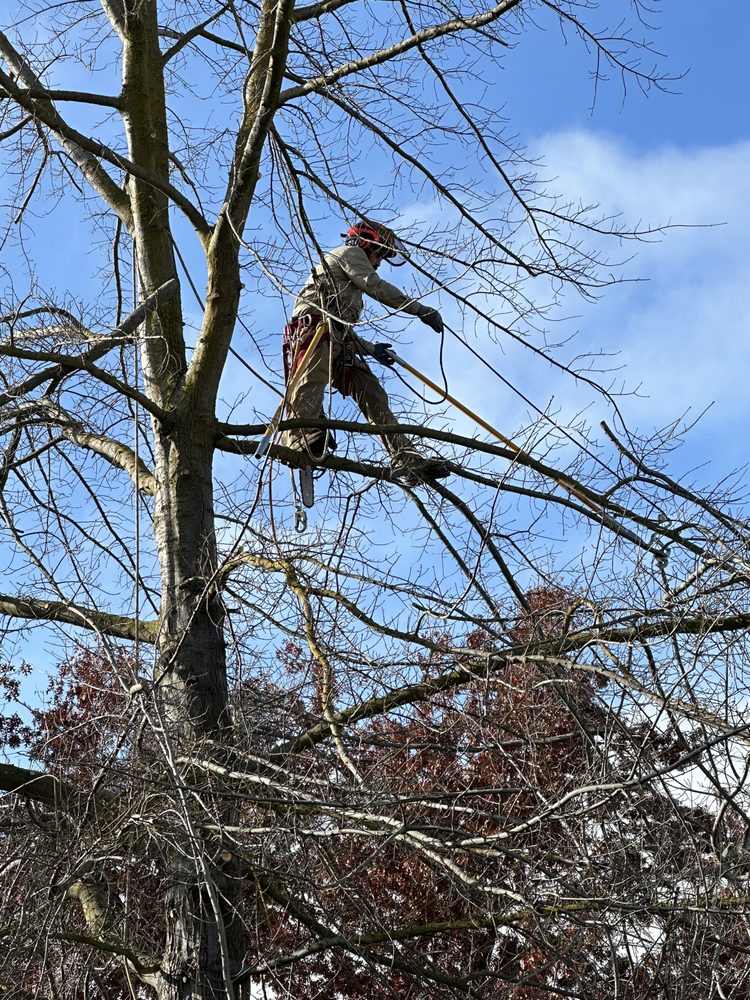 KRONOS TREE CARE - Updated September 2025 - 61 Photos & 22 Reviews ...